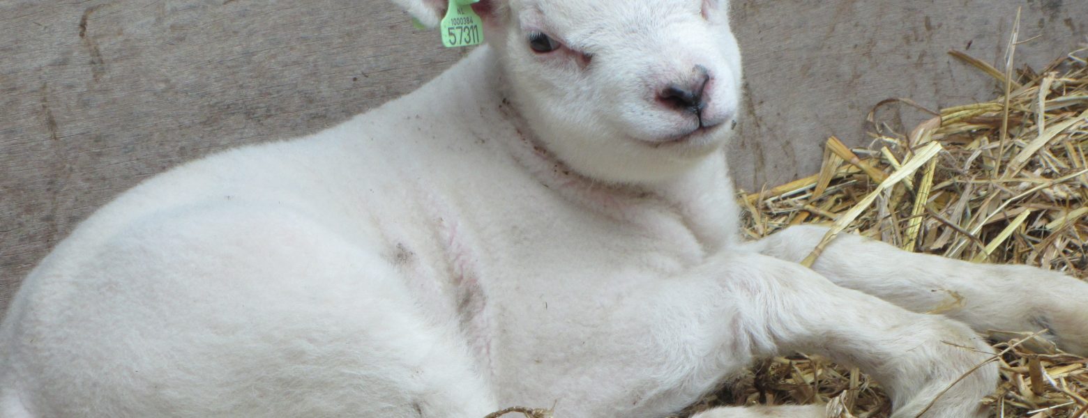 Topfokker Cees Commandeur overleden. – De Texelaar
