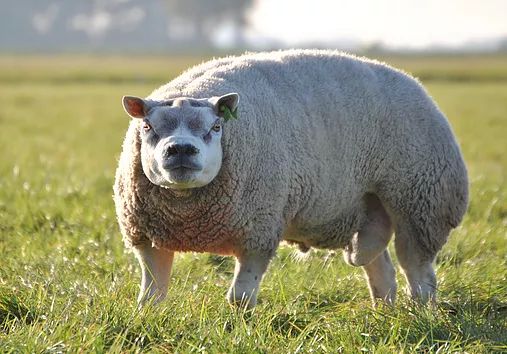 openstal dag texelaar fokkers Schoonebeek – De Texelaar