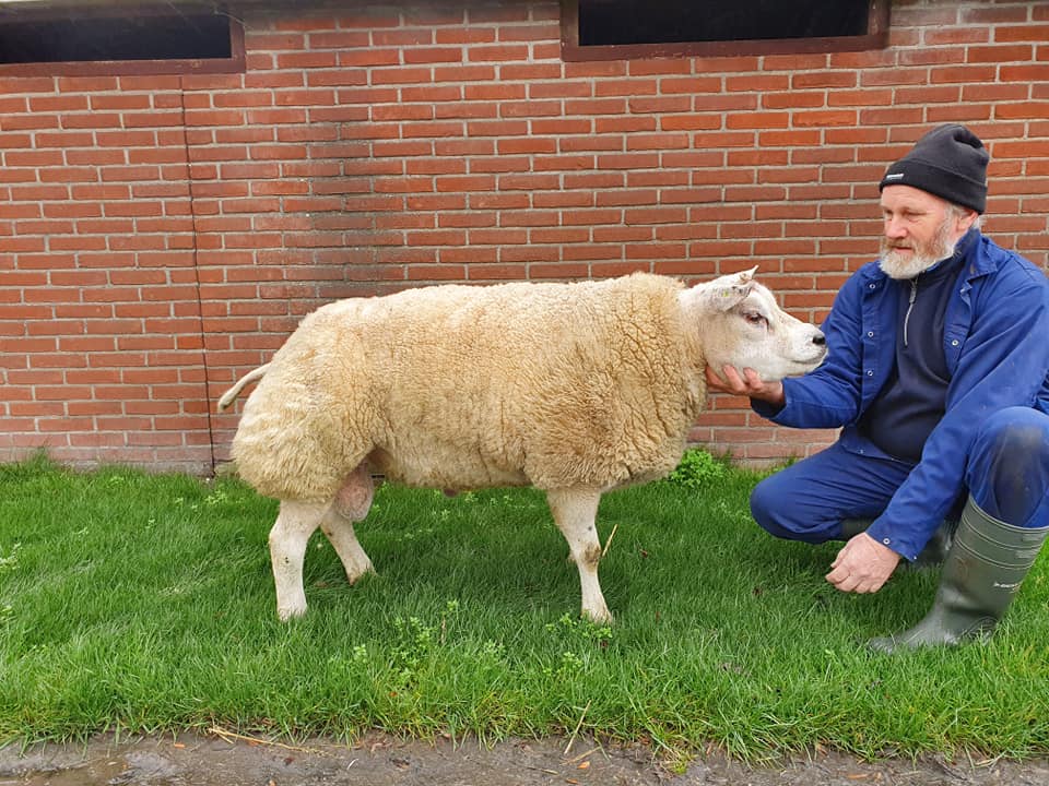 a ram valk – De Texelaar