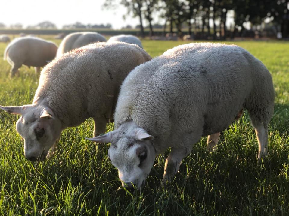 vd broek – De Texelaar